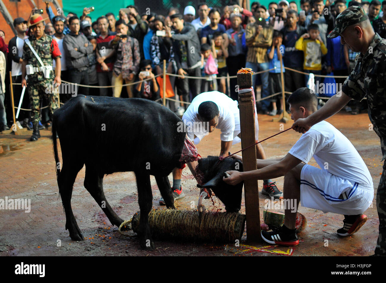 Kathmandu, Nepal. 10th Oct, 2016. A Nepalese devotee slaughter a ...