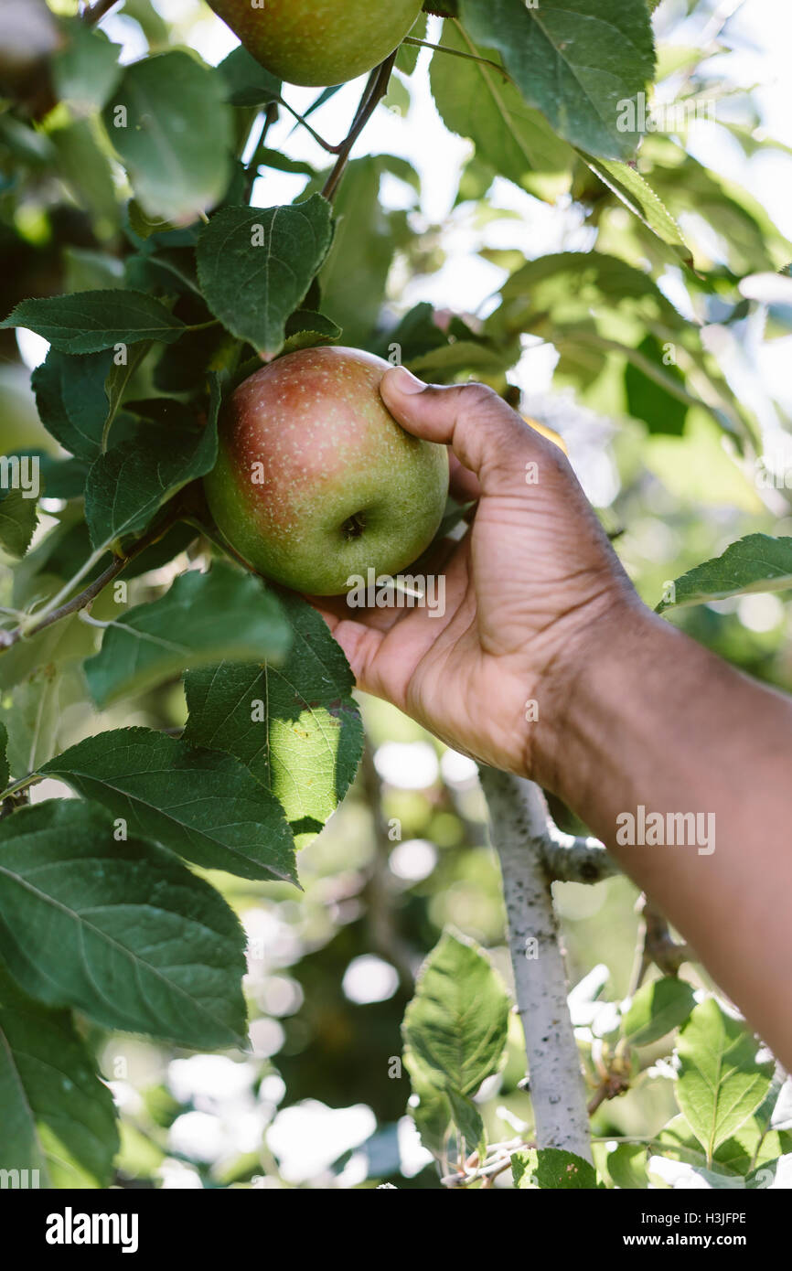 Hand picking an apple hi-res stock photography and images - Alamy