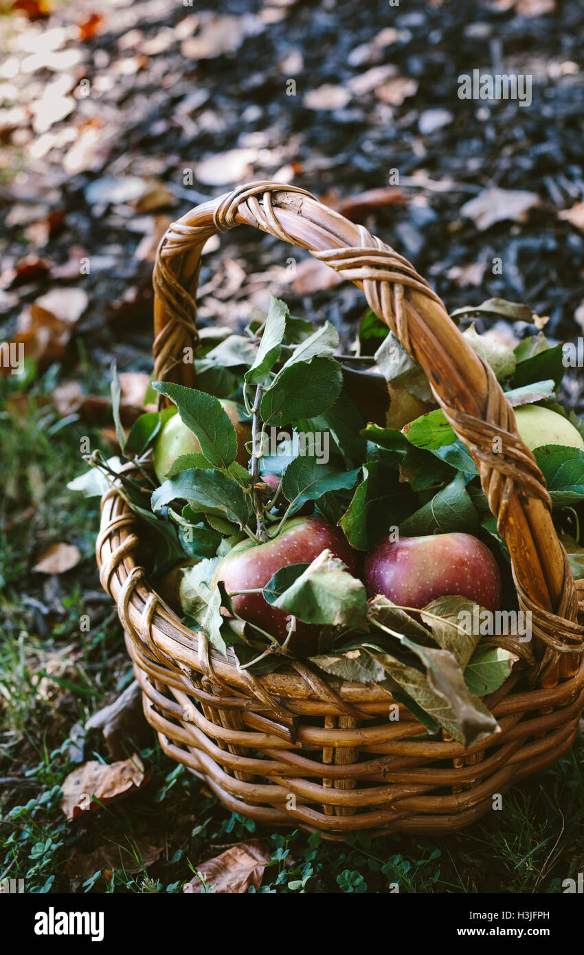 A basket full of freshly picked apples are photographed from the front ...