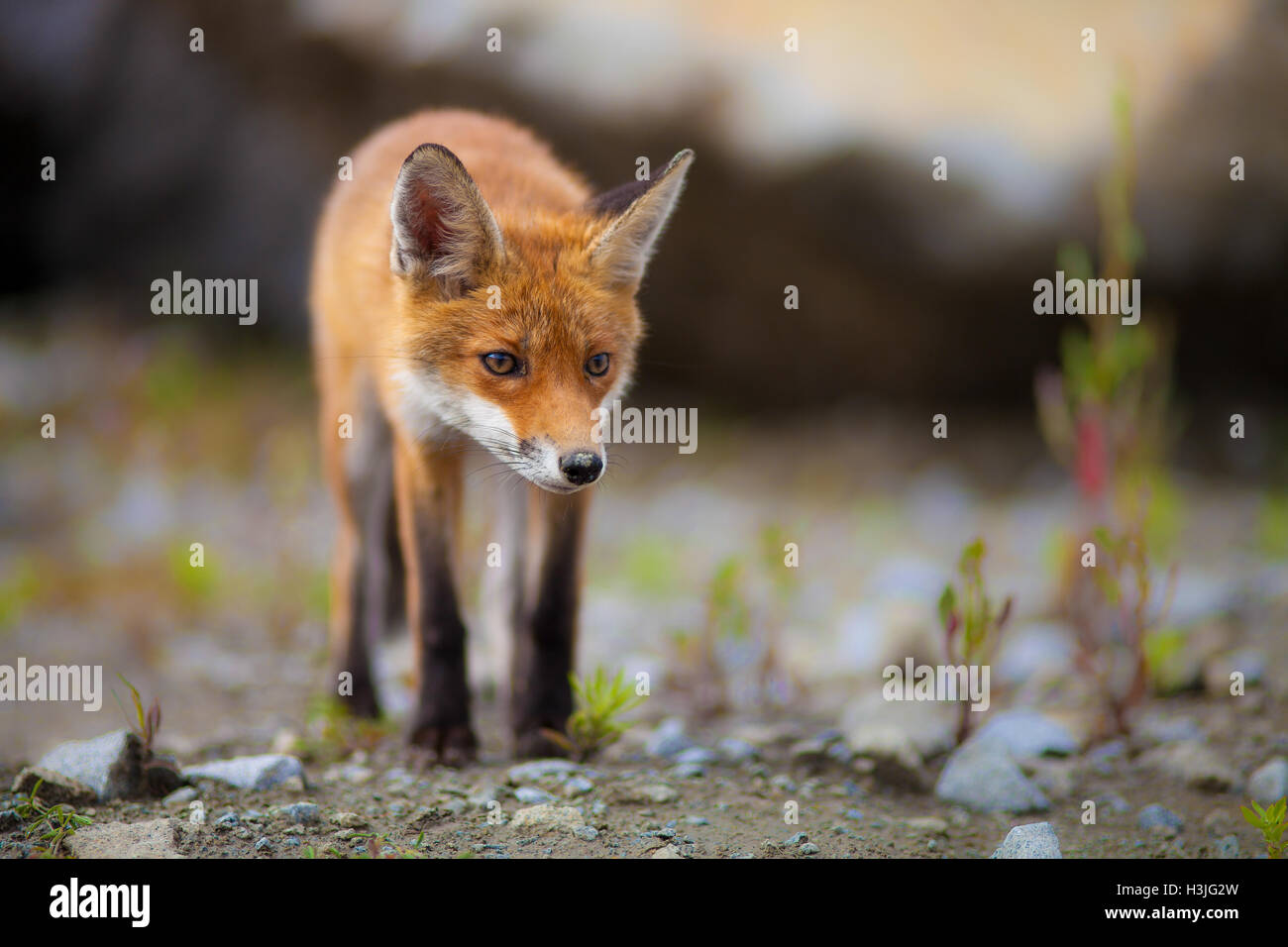 Curious young brave red fox Stock Photo - Alamy