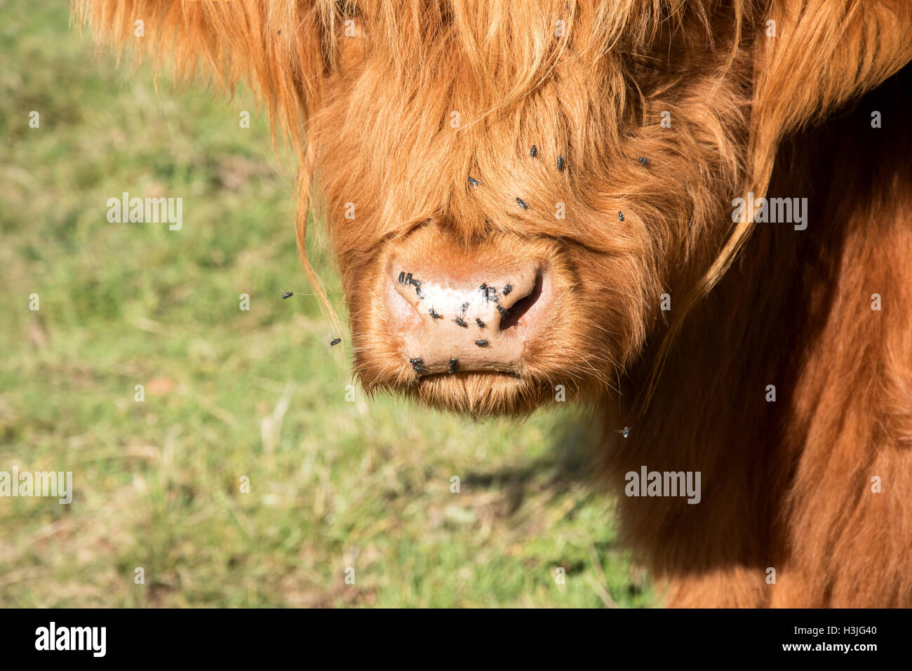 Close view of highland cow with flies on its nose Stock Photo - Alamy