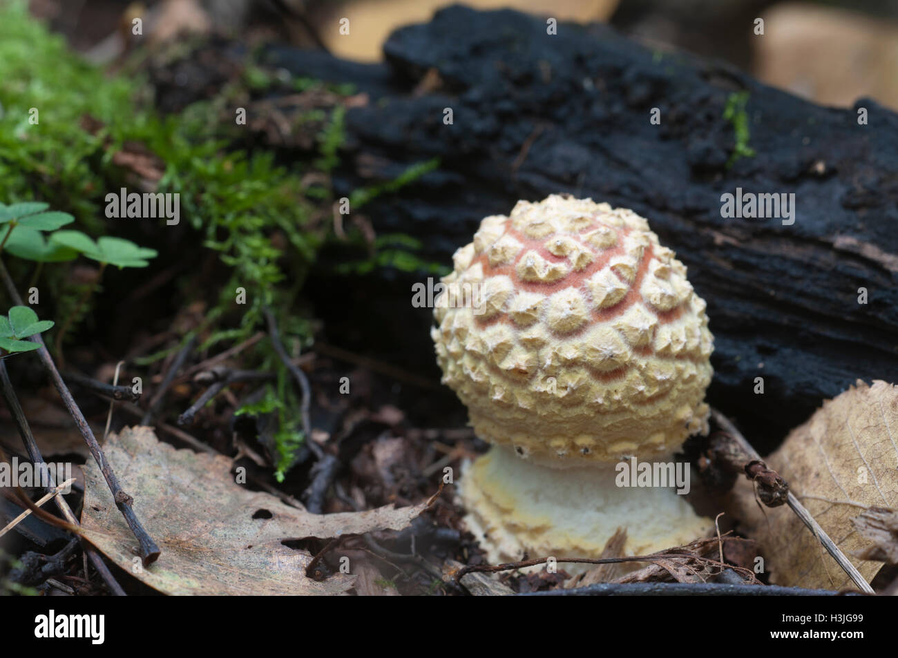 Toadstool (Amanita muscaria) mushroom near the forest tree, closeup ...