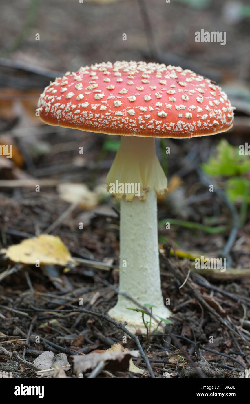 Toadstool (Amanita muscaria) mushroom near the forest tree, closeup ...