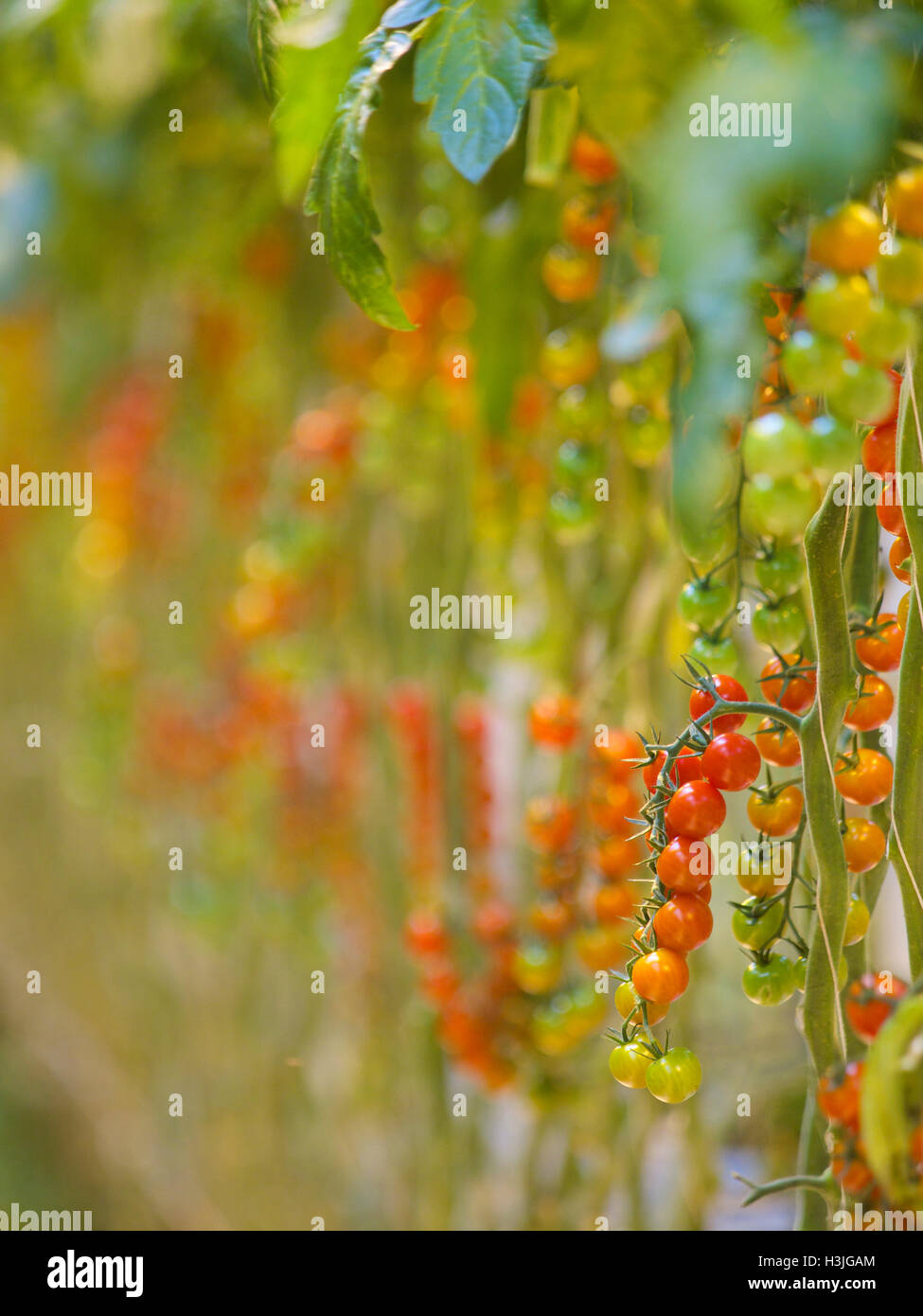 Large scale farming hi-res stock photography and images - Alamy