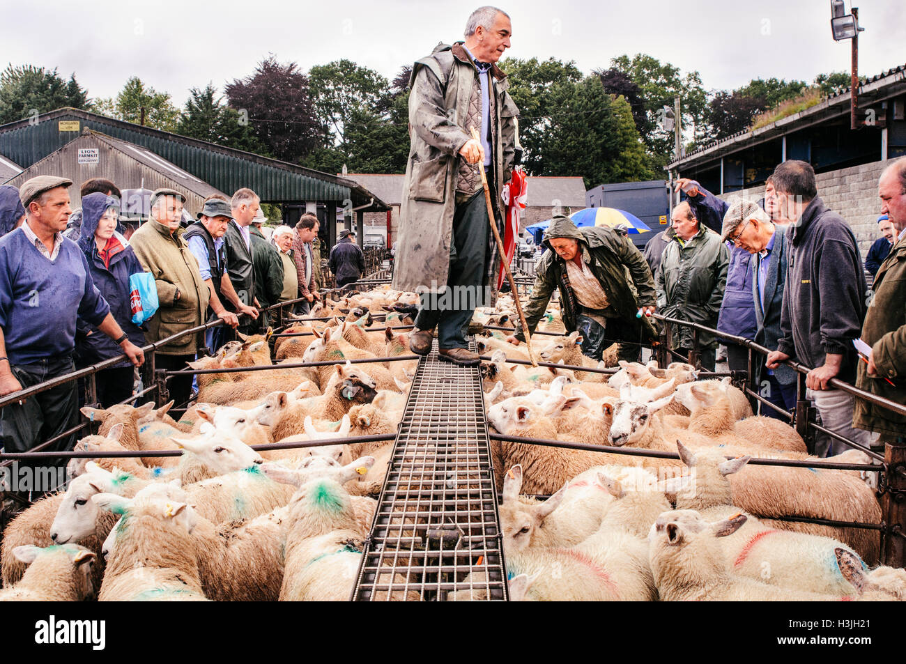 Abergavenny Farmers Livestock Market auctioneer selling sheep Stock ...