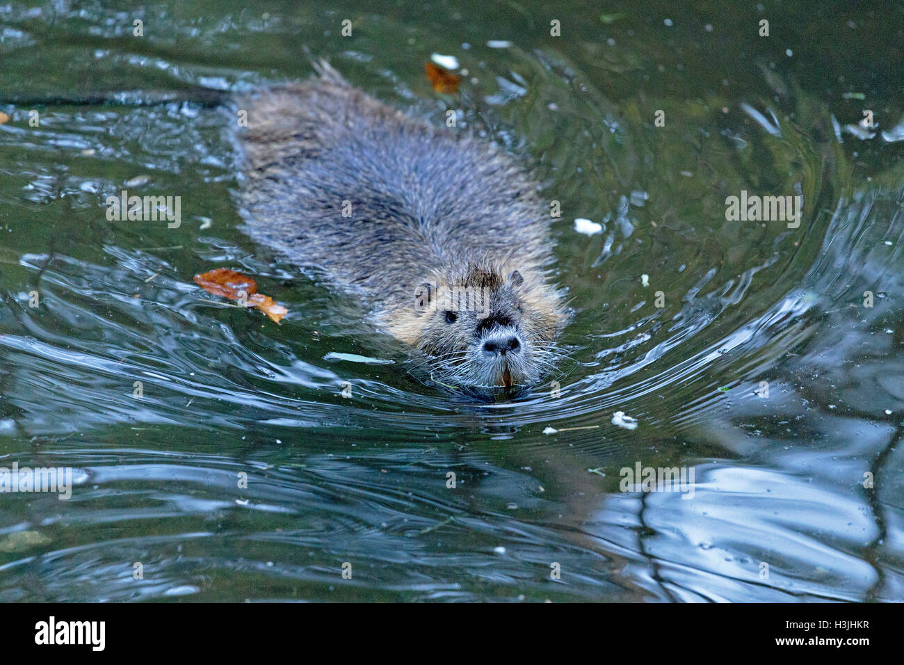 swimming Nutria, (Myocastor coypus), Wildpark Schwarze Berge ...
