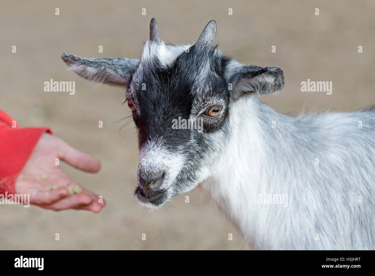 boy giving goat a treat, Wildpark Schwarze Berge, Lower Saxony, Germany ...