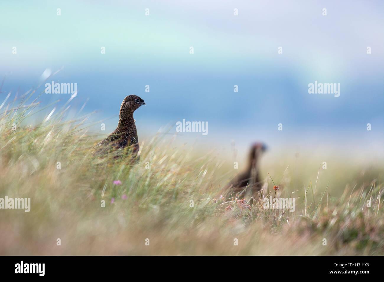 Grouse watch hi-res stock photography and images - Alamy