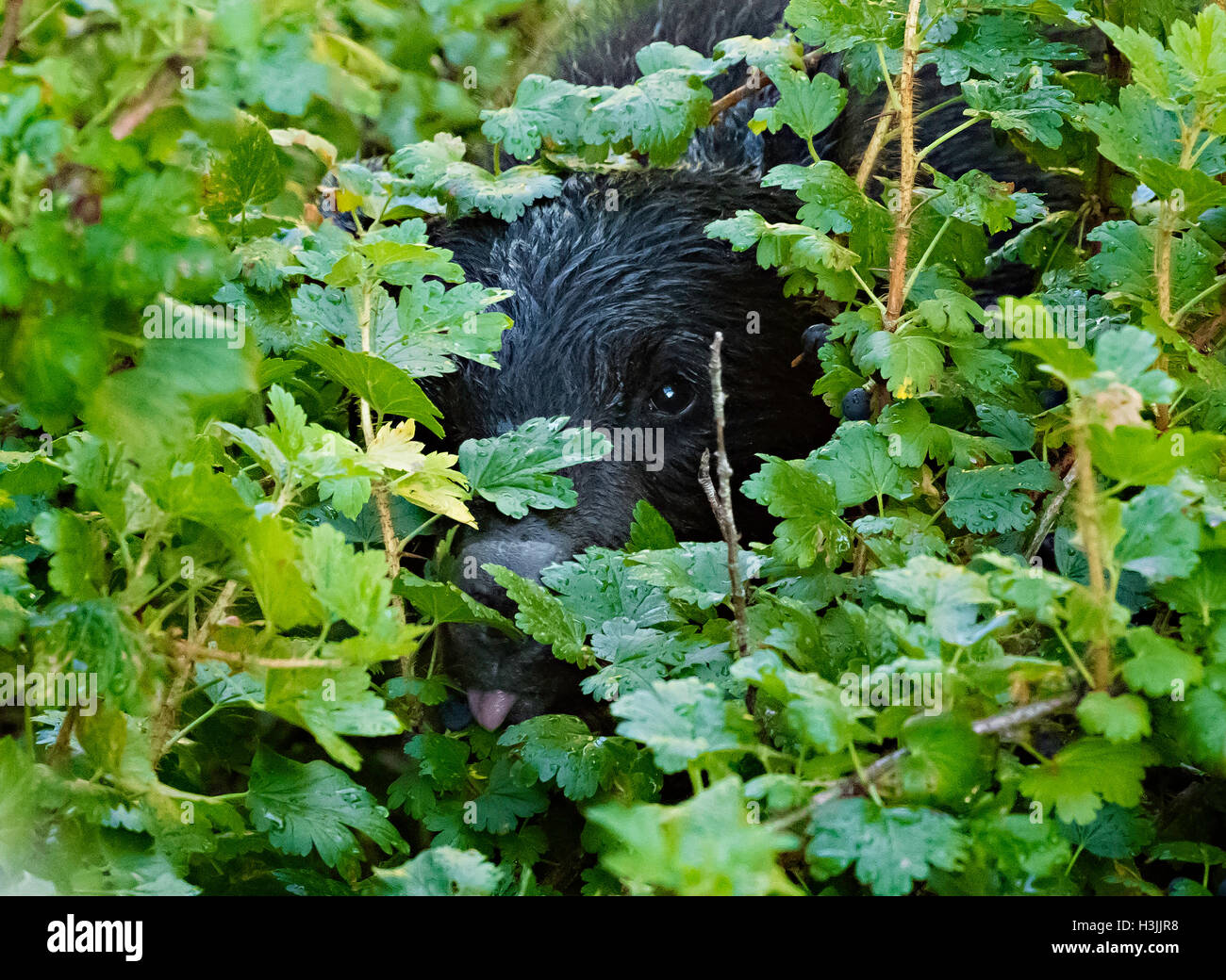 Baby Black Bear Eating Berries Stock Photo - Alamy
