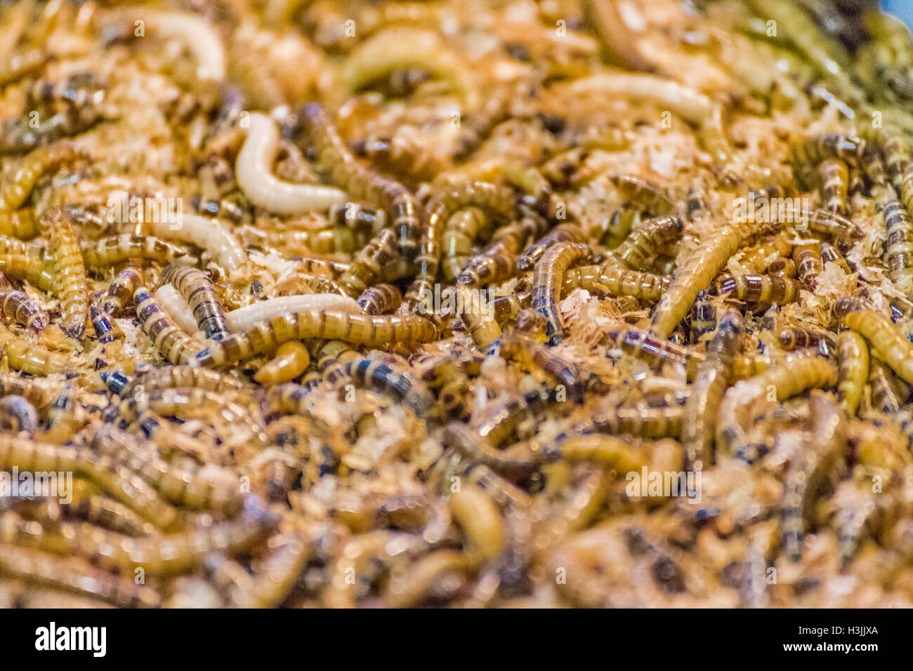bunch of larvae of Zophobas Morio Stock Photo - Alamy