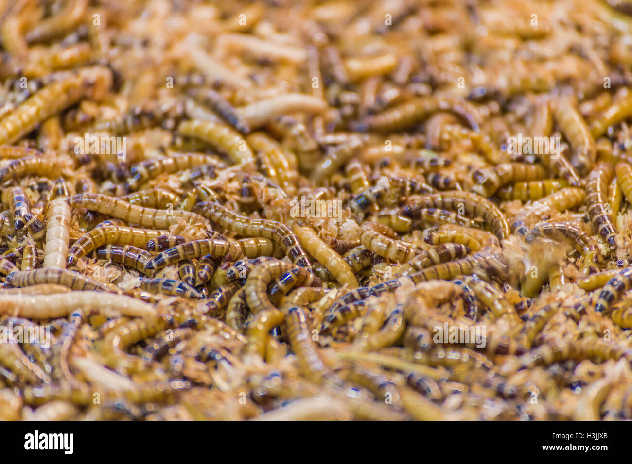 bunch of larvae of Zophobas Morio Stock Photo - Alamy