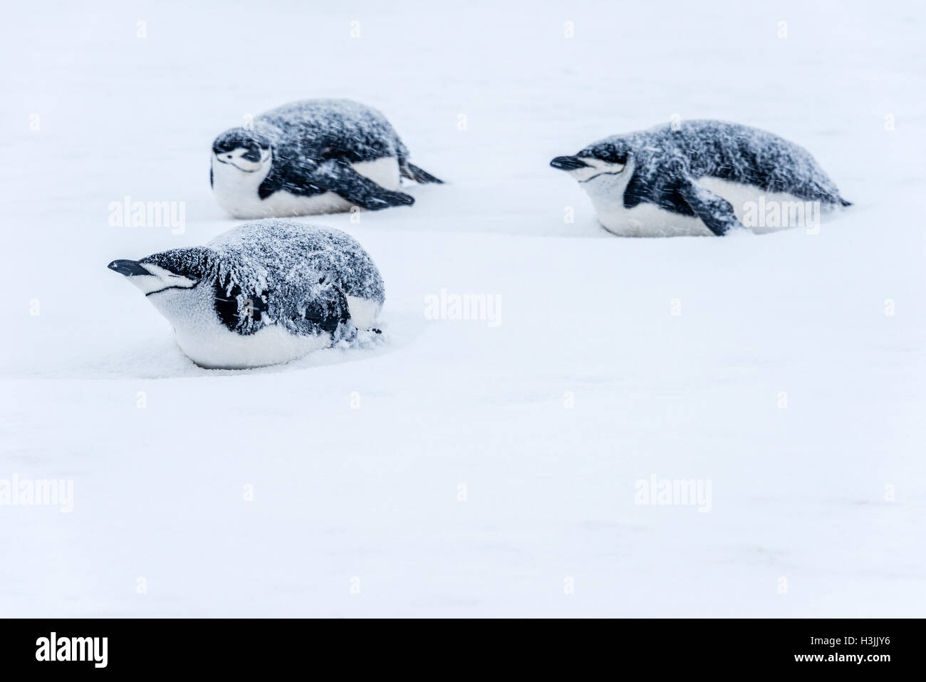 Chinstrap penguins belly sliding in the snow in Antarctica Stock Photo ...