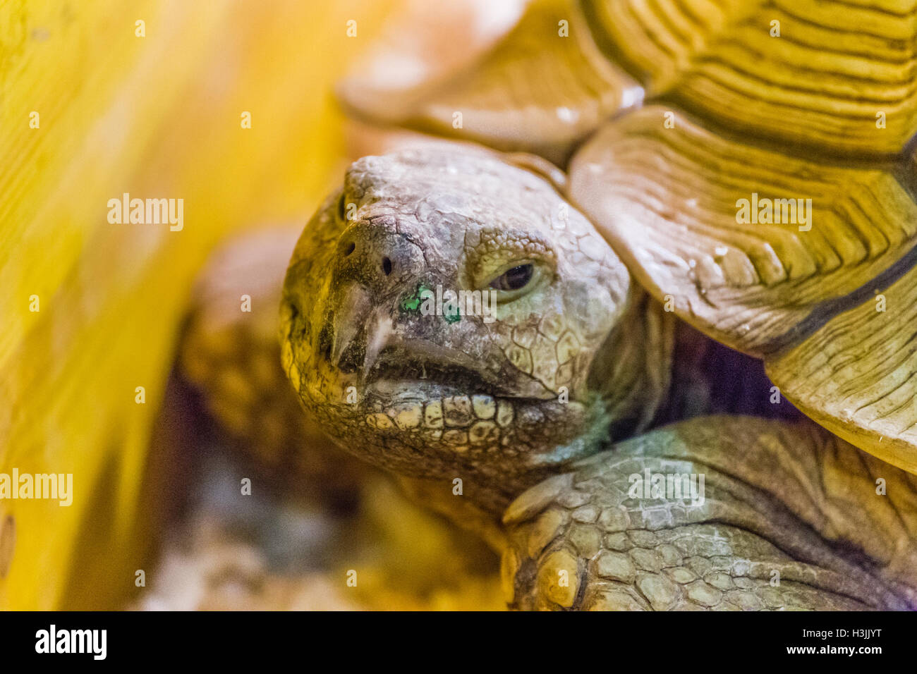 Portrait of turtle head Stock Photo - Alamy