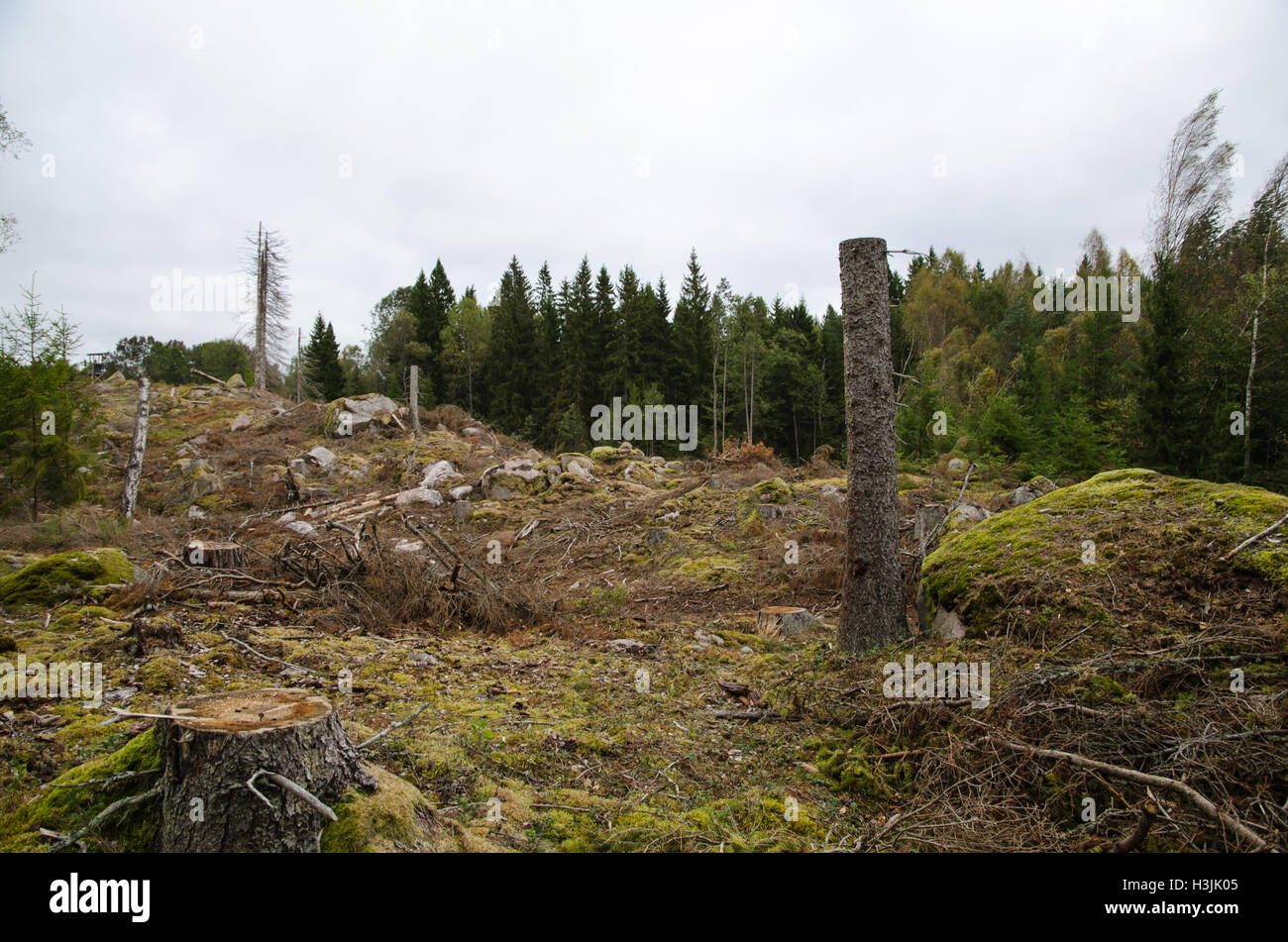 Clear cut logging hi-res stock photography and images - Alamy