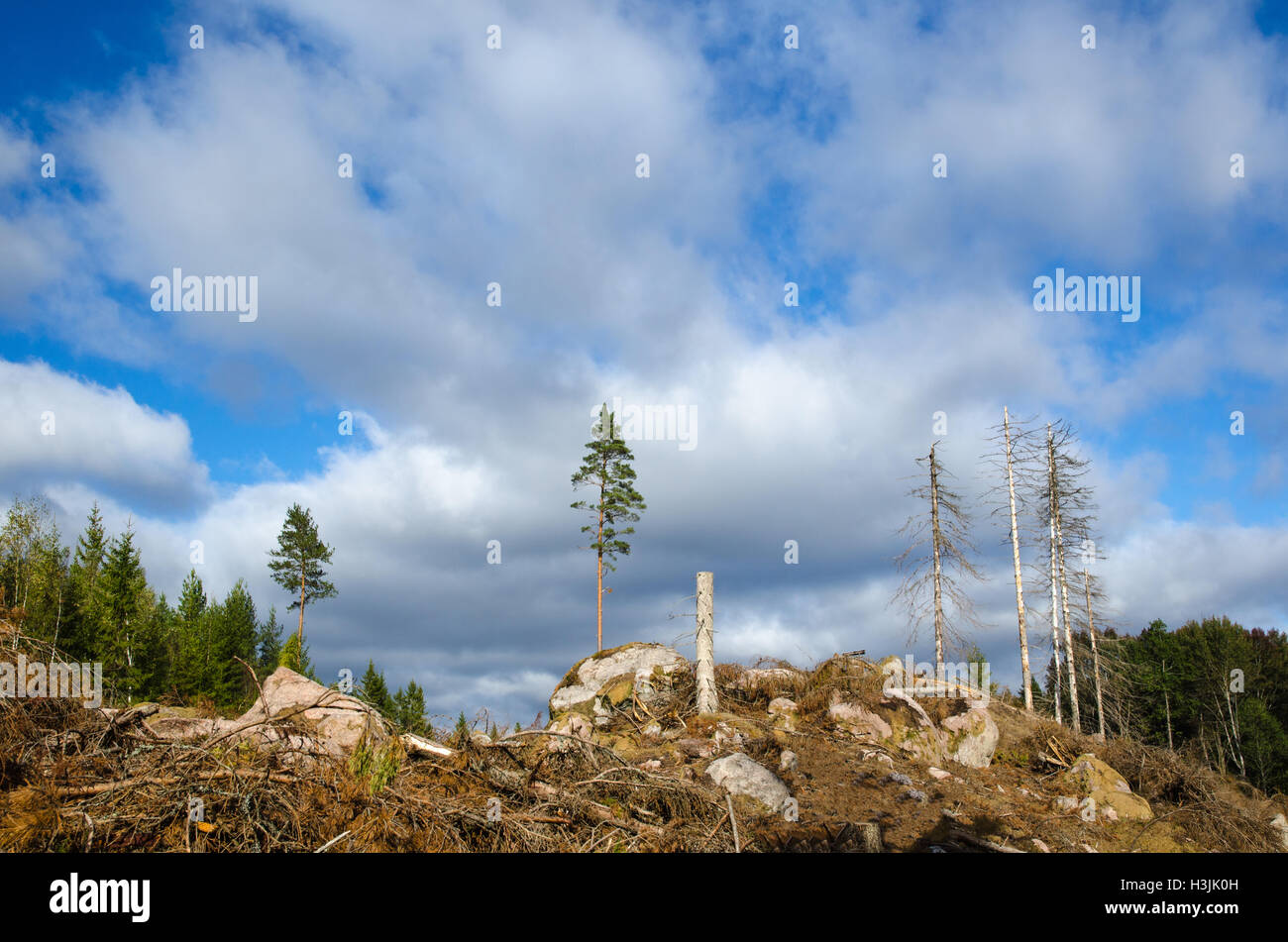 Left standing trees in a clear cut swedish rocky forest area Stock ...