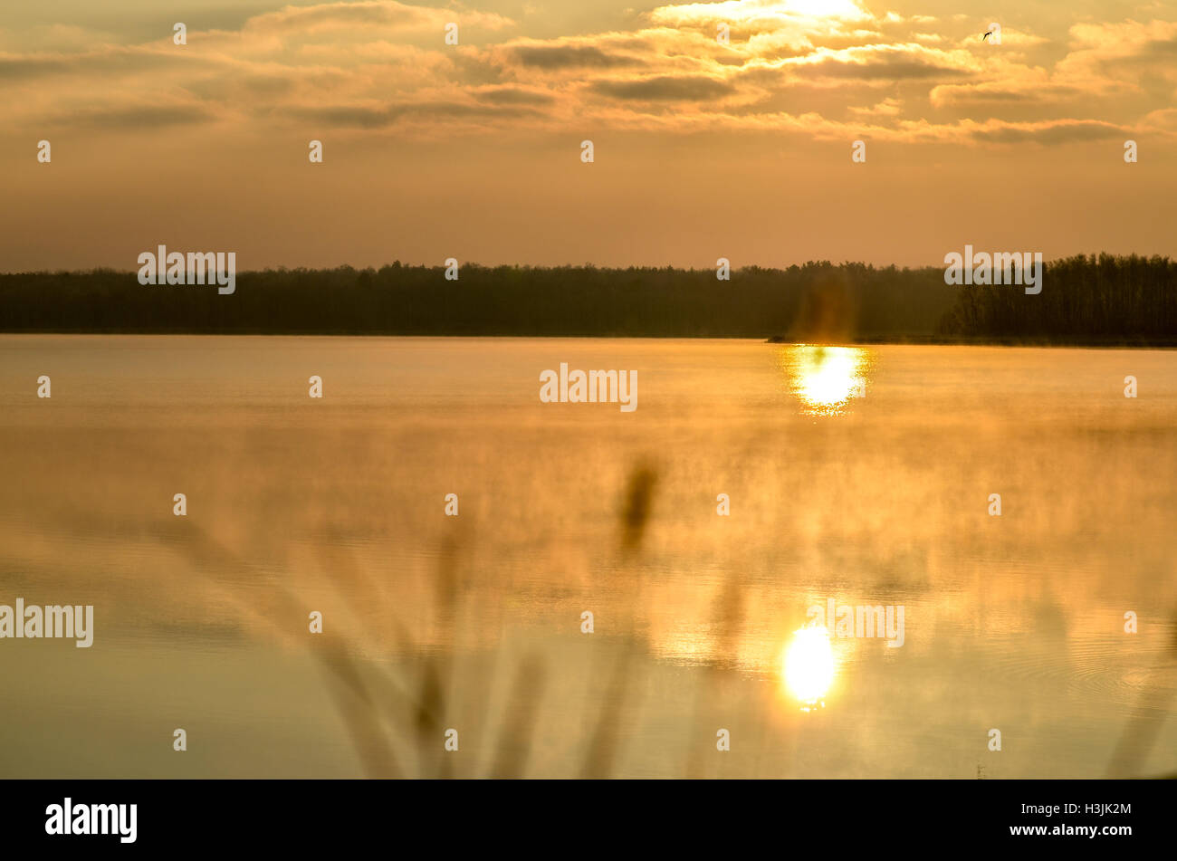 Reed bending hi-res stock photography and images - Alamy