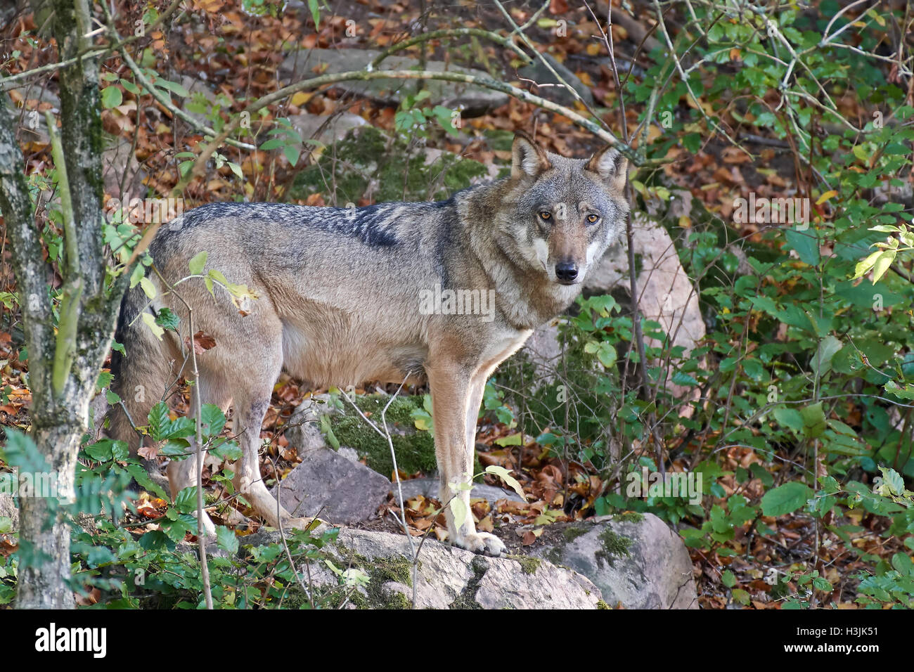 Wolf on rock hi-res stock photography and images - Alamy
