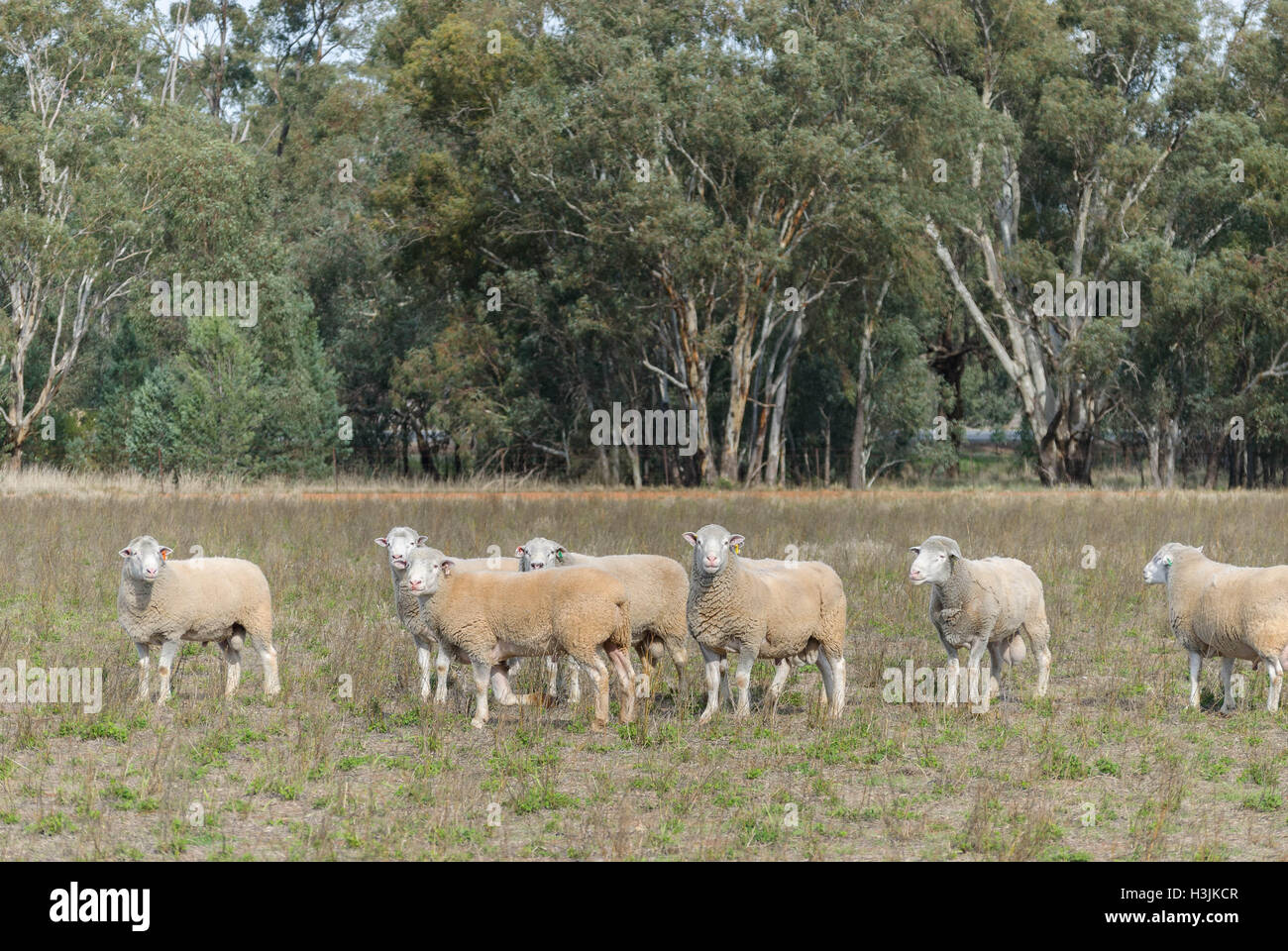 a mob of dorset rams in a grass pasture with eucalyptus trees in ...