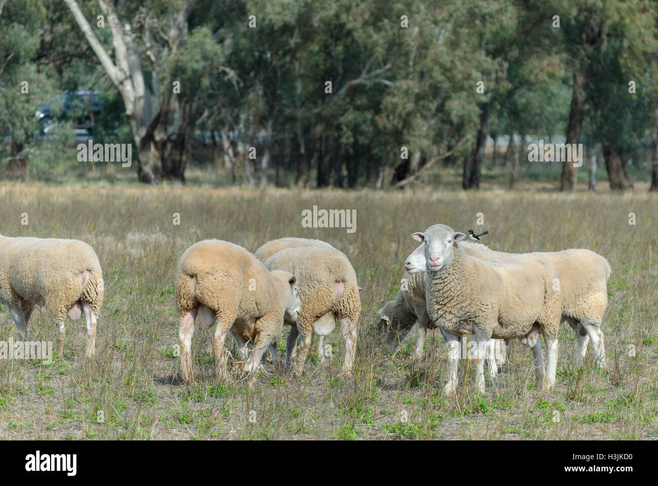 a mob of dorset rams in a paddock with eucalyptus trees in the ...