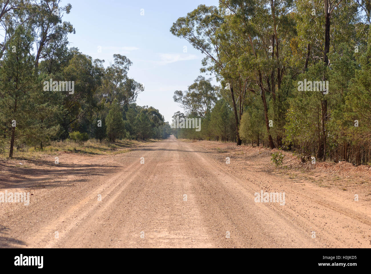 a straight stretch of rural dirt road with tree all along the side into ...