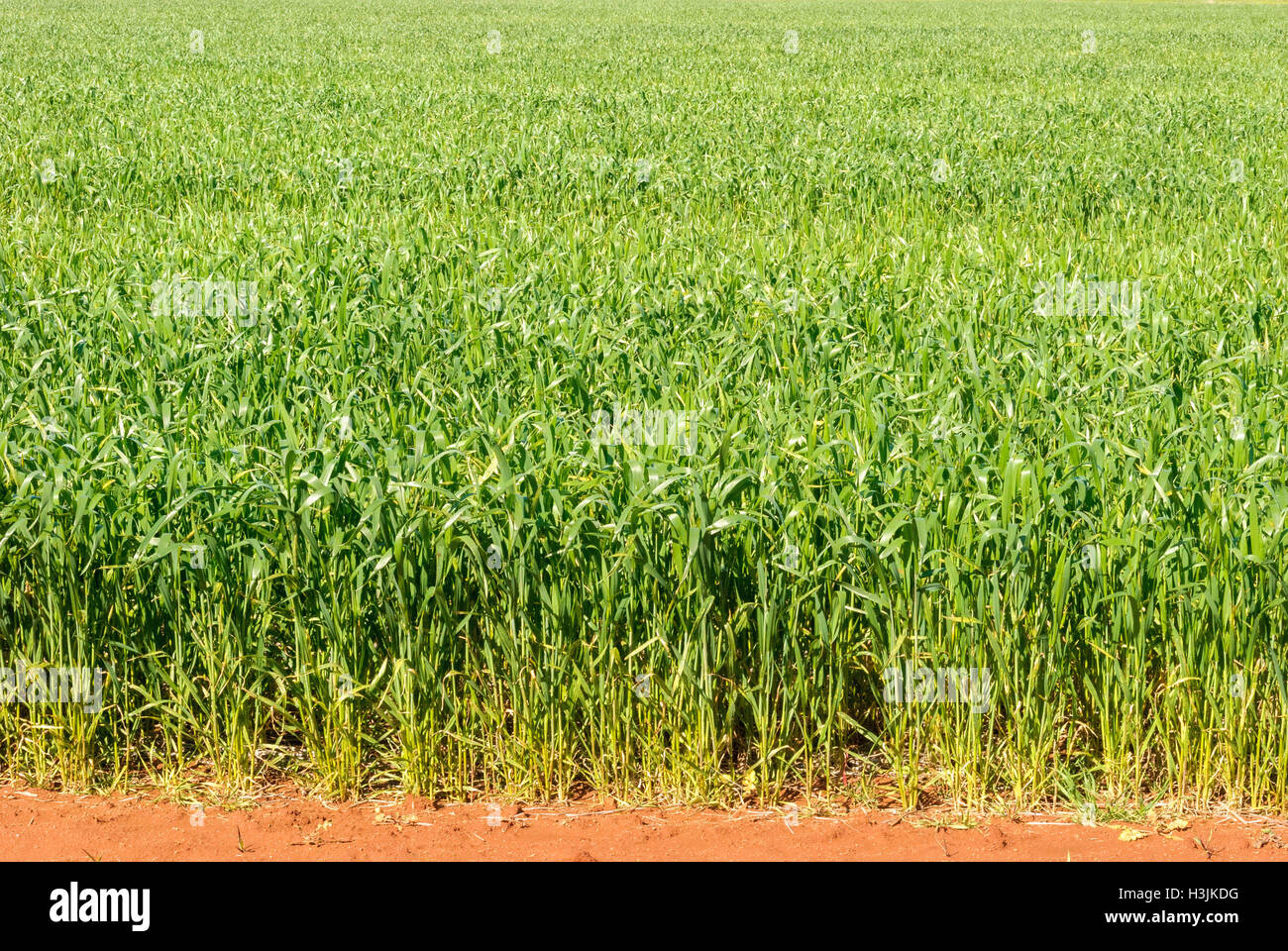 Cereal farm crop hi-res stock photography and images - Alamy