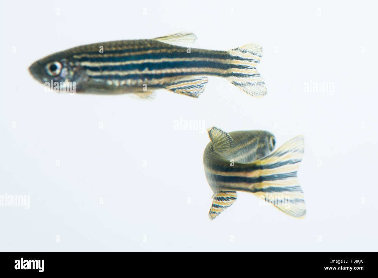 Zebra Fish High Resolution Stock Photography and Images - Alamy
