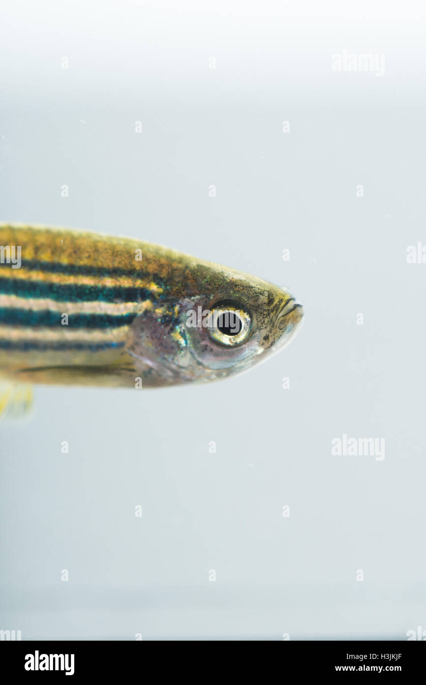 Zebrafish hi-res stock photography and images - Alamy