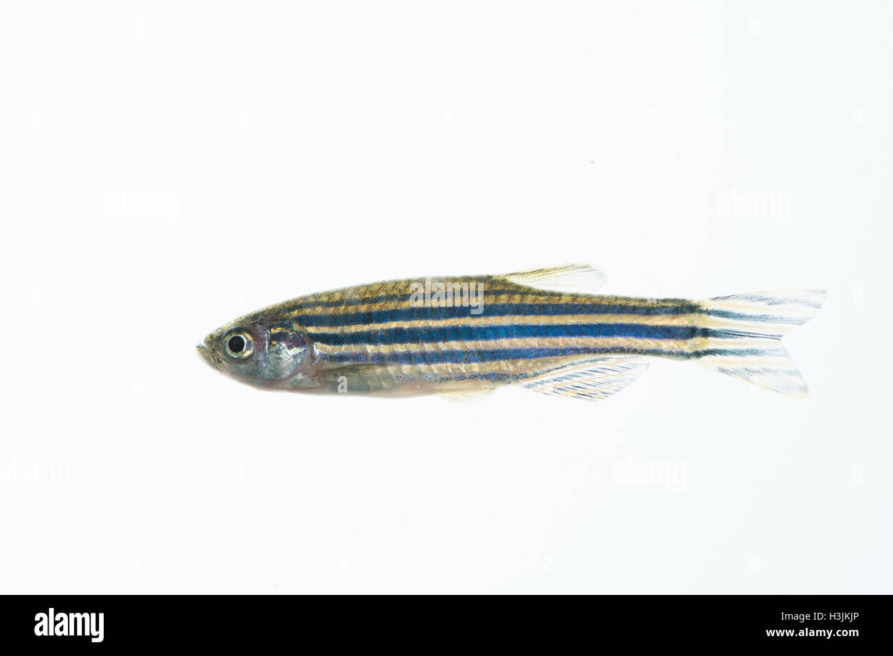 Zebrafish hi-res stock photography and images - Alamy