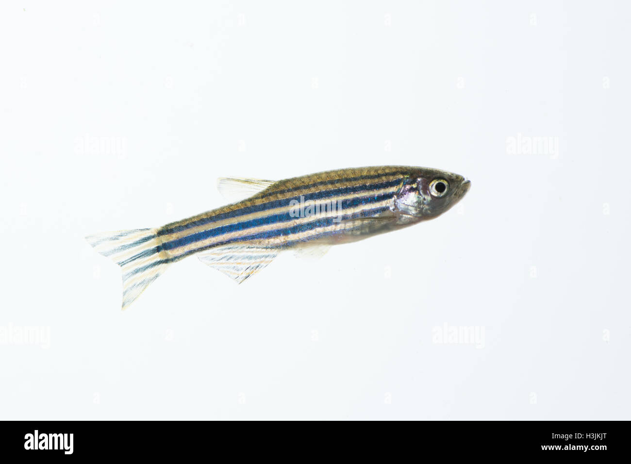 Vertebrado blanco hi-res stock photography and images - Alamy