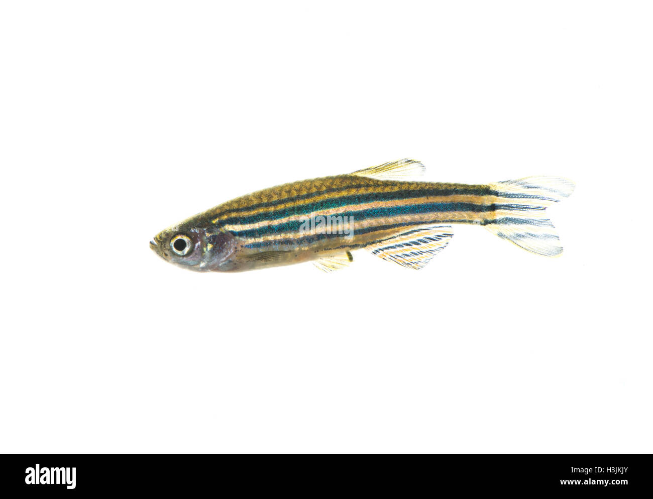 Mutant fish Cut Out Stock Images & Pictures - Alamy