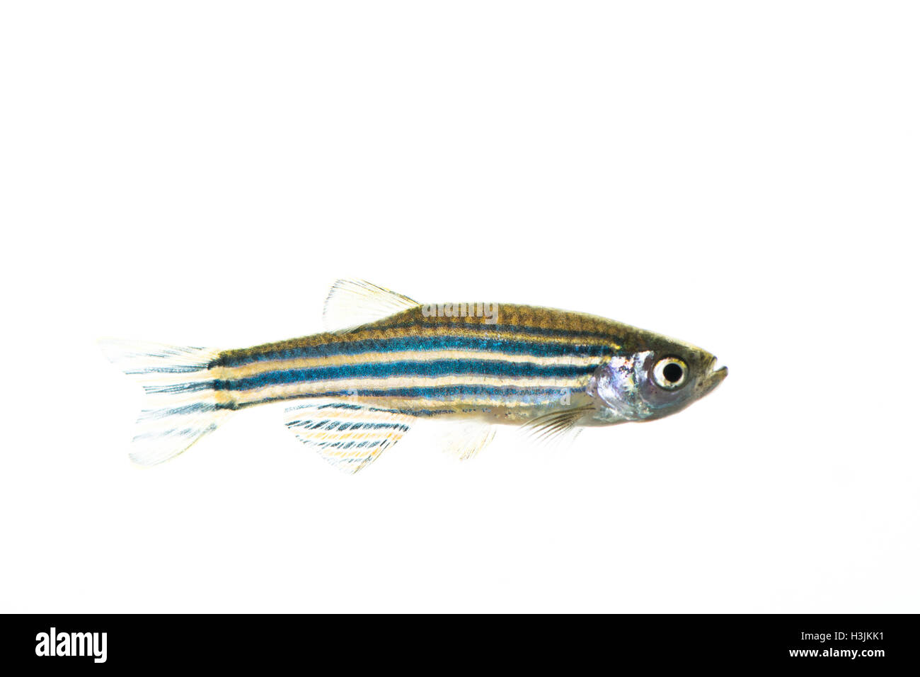 Fondo blanco vertebrado hi-res stock photography and images - Alamy