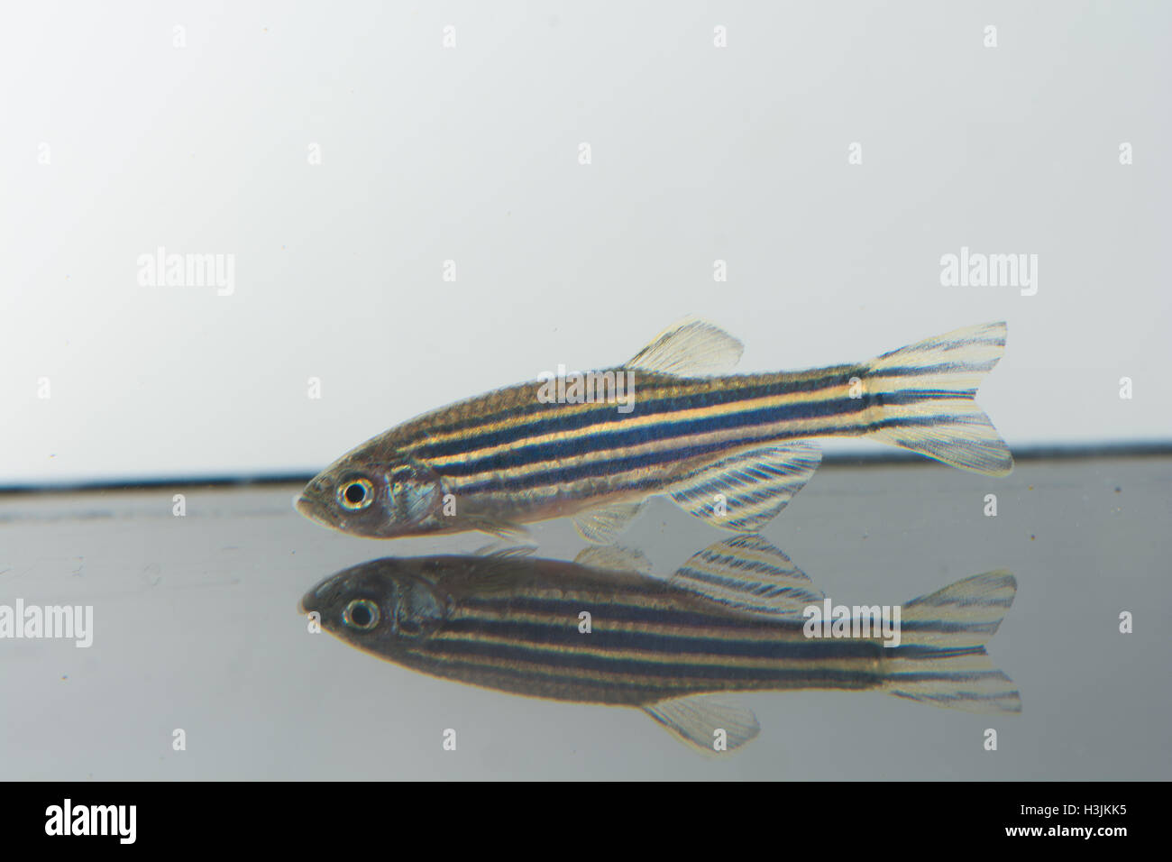 Zebrafish Stock Photo - Alamy