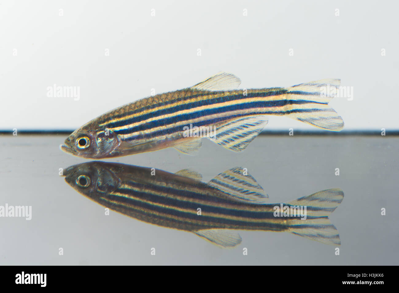 Micro naturaleza hi-res stock photography and images - Alamy