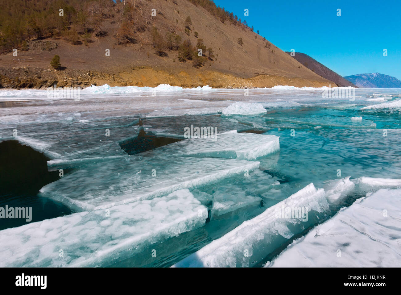 Clumps of blue ice floating in the water in a crack near the shore ...
