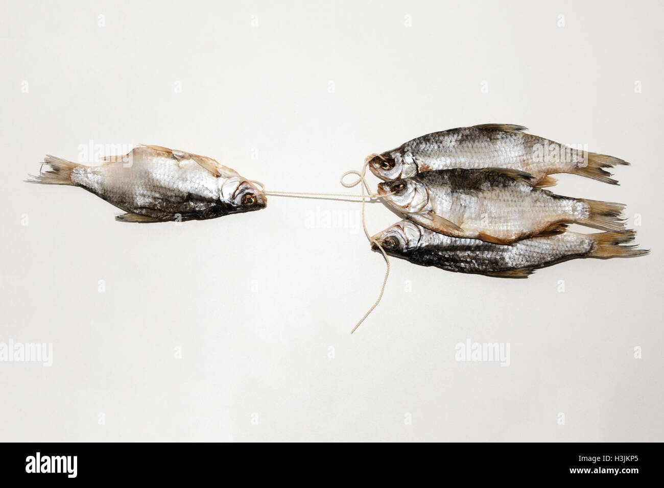 Dried fish on the table. Salty dry river fish on a white background ...