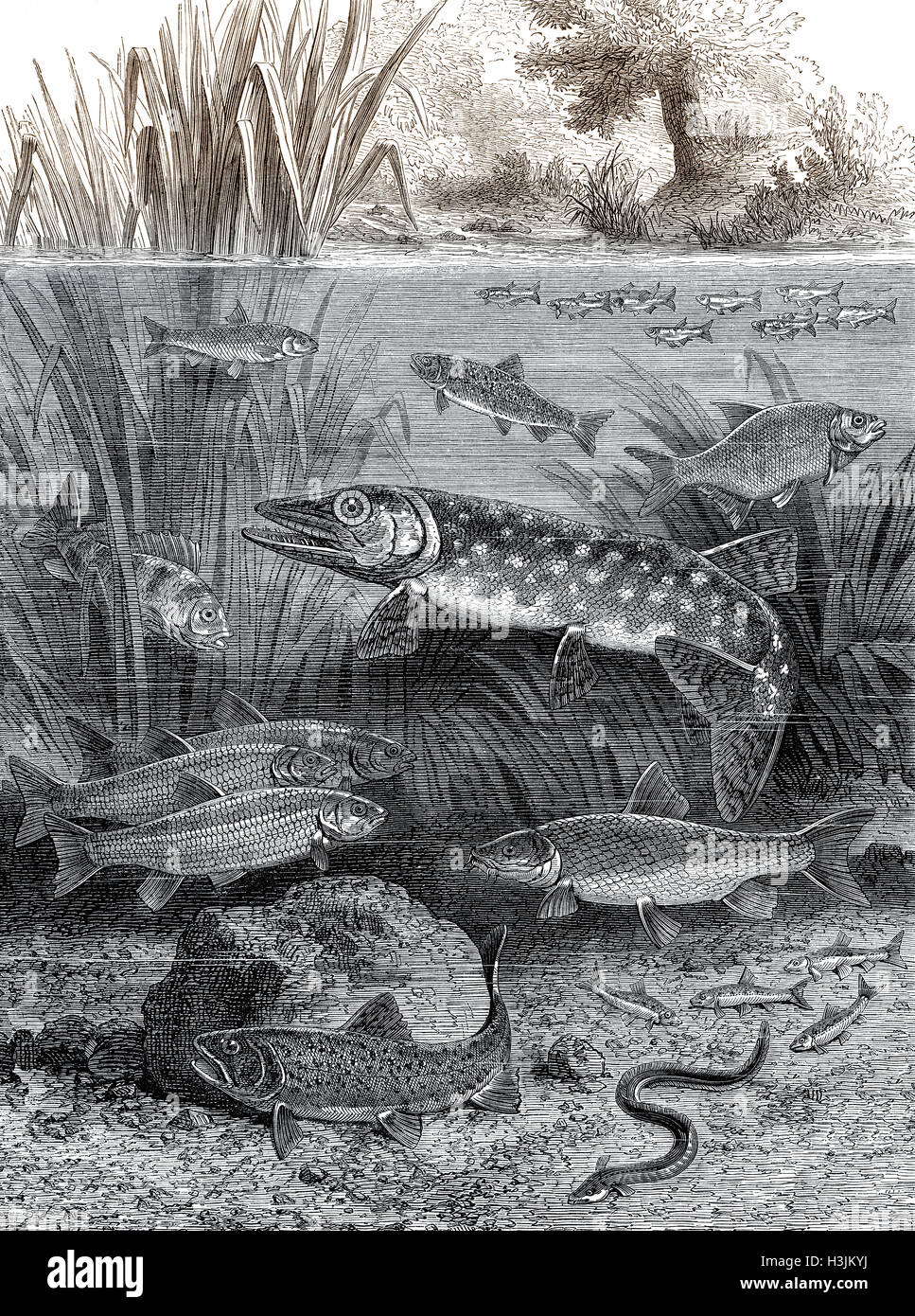 Various fish in sea hi-res stock photography and images - Alamy