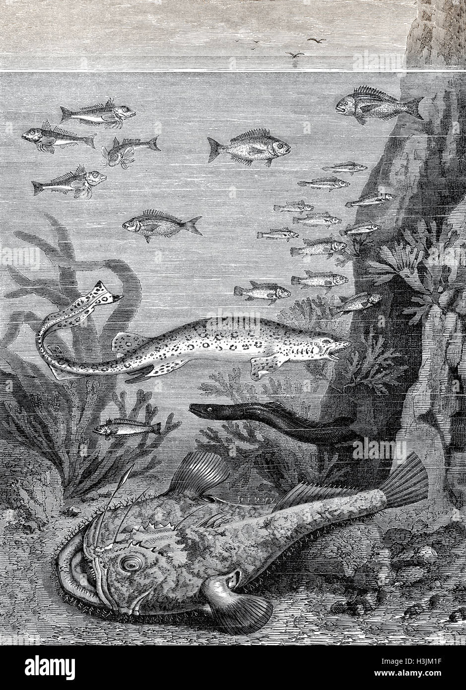 Fast diving drawing hi-res stock photography and images - Alamy