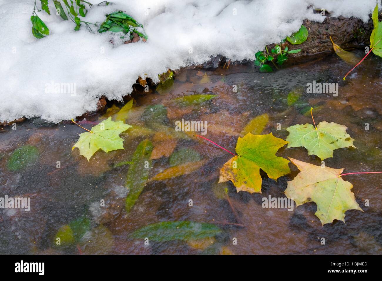 Autumn leaves frozen into ice transparent Stock Photo - Alamy