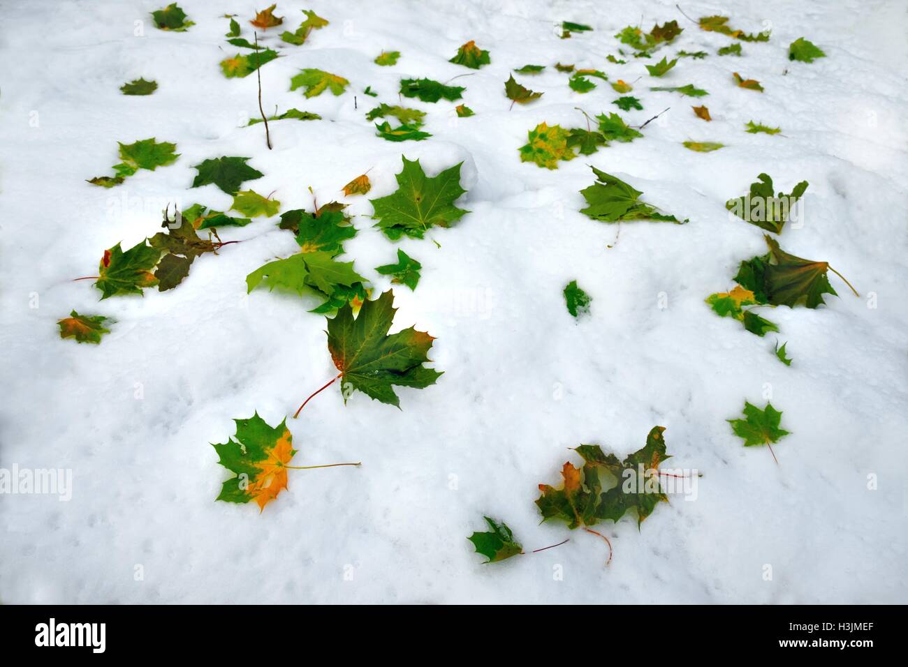 the maple leaves which fell to snow in the fall Stock Photo - Alamy