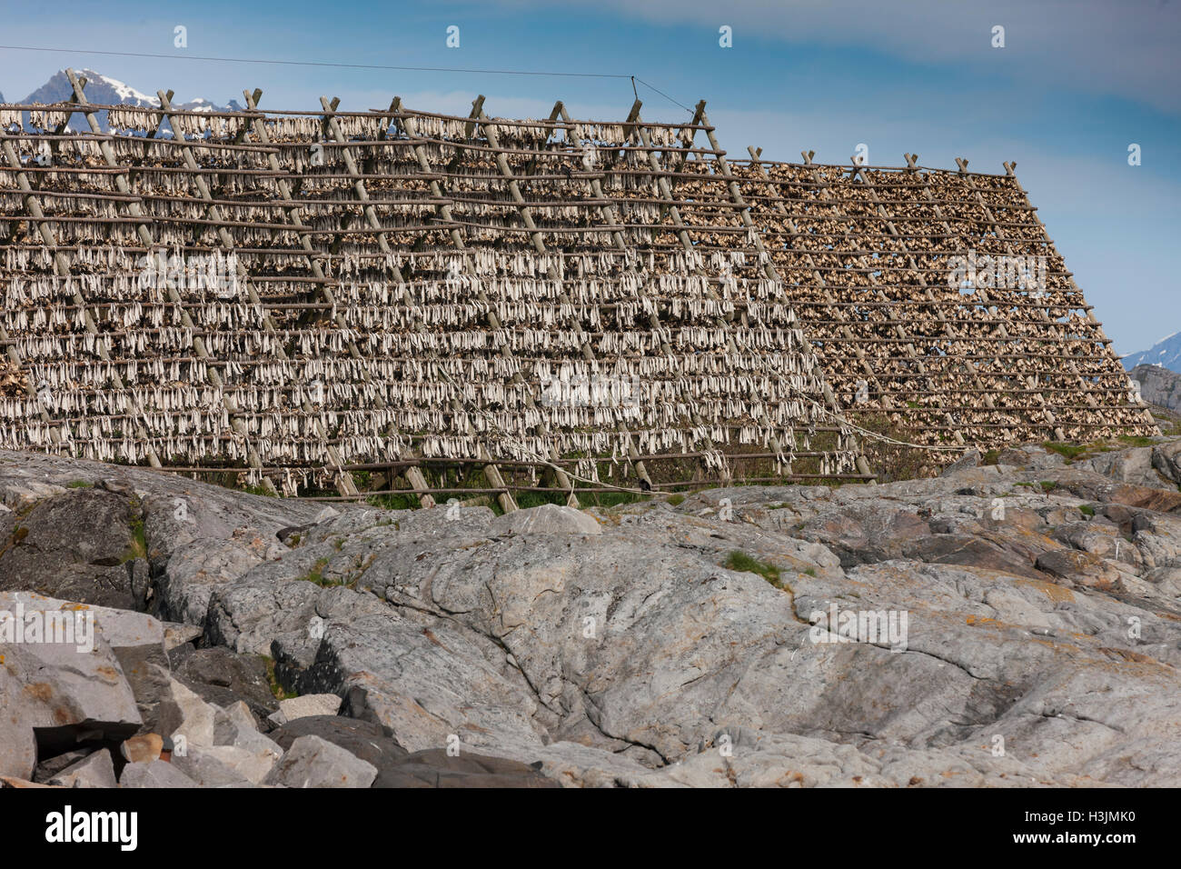 Ubiquitous fish drying racks face the ocean to air dry in the sea winds ...