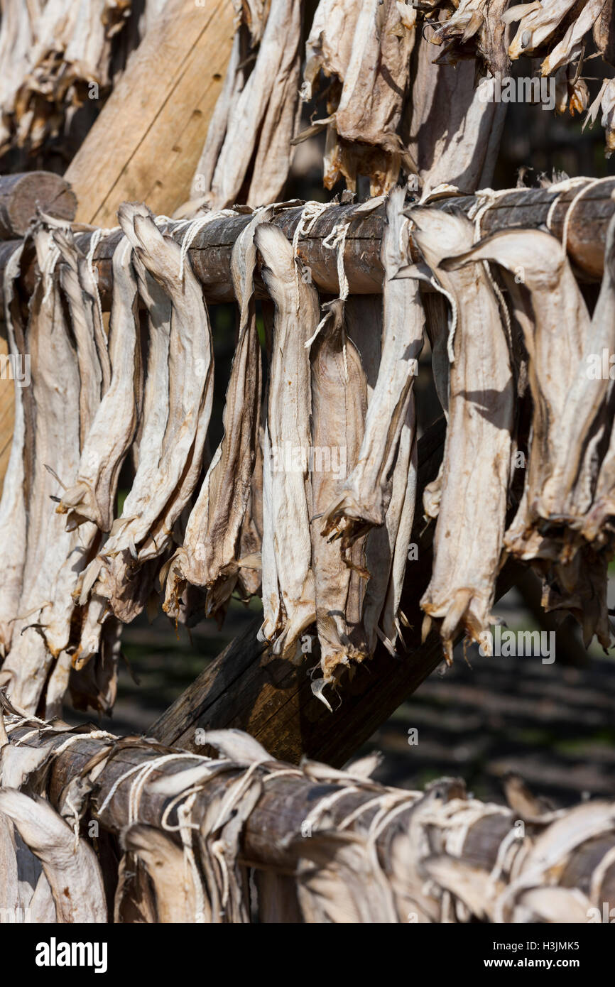 Ubiquitous fish drying racks face the ocean to air dry in the sea winds ...