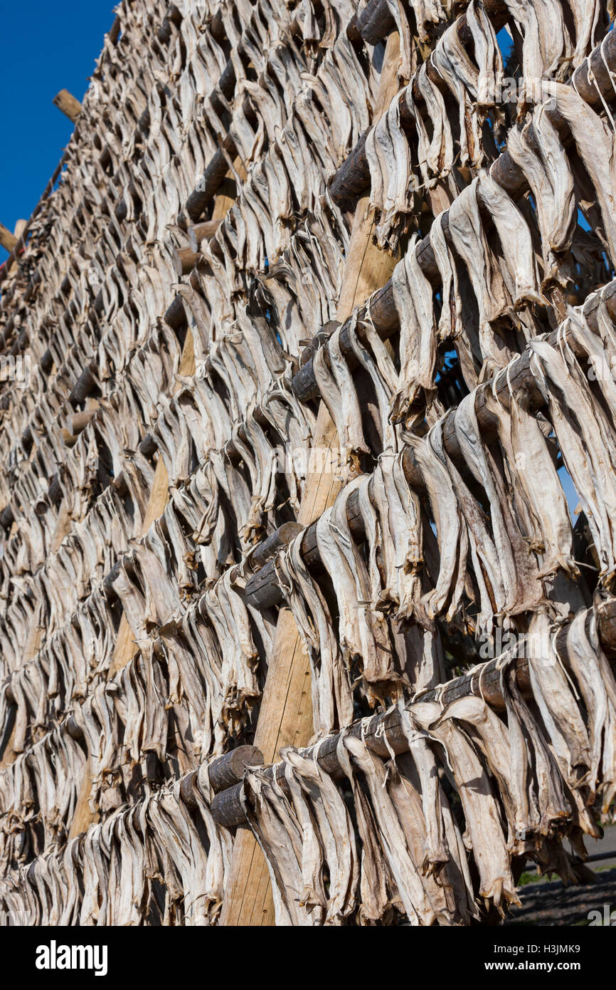 Ubiquitous fish drying racks face the ocean to air dry in the sea winds ...