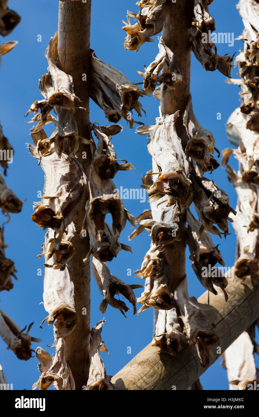 Ubiquitous fish drying racks face the ocean to air dry in the sea winds ...