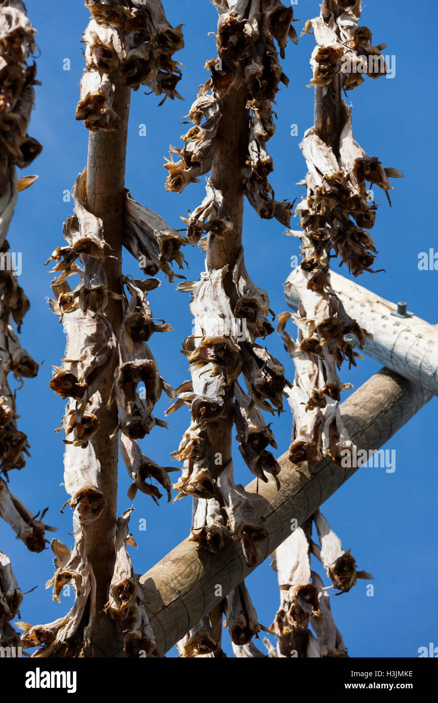 Ubiquitous fish drying racks face the ocean to air dry in the sea winds ...