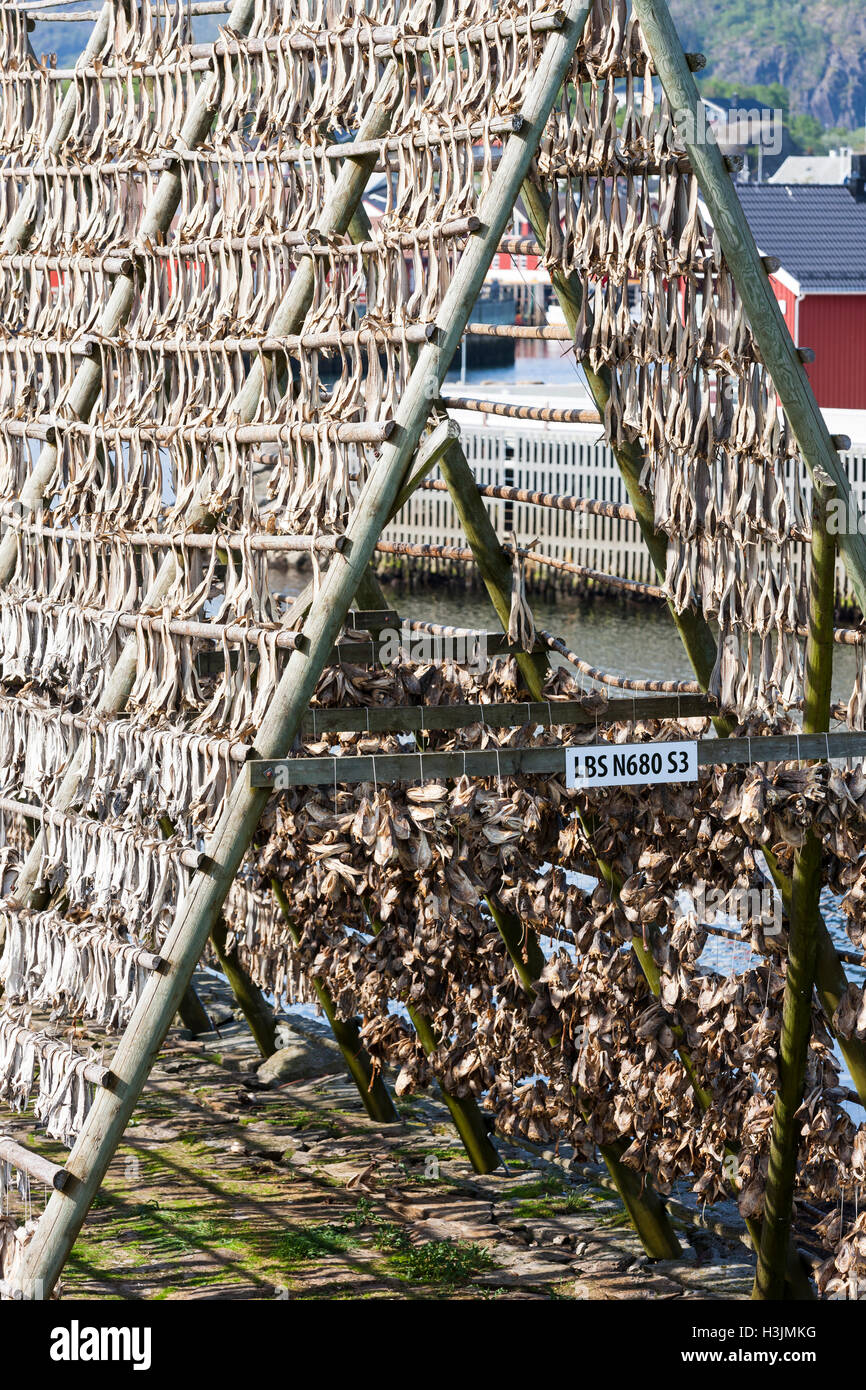 Ubiquitous fish drying racks face the ocean to air dry in the sea winds ...