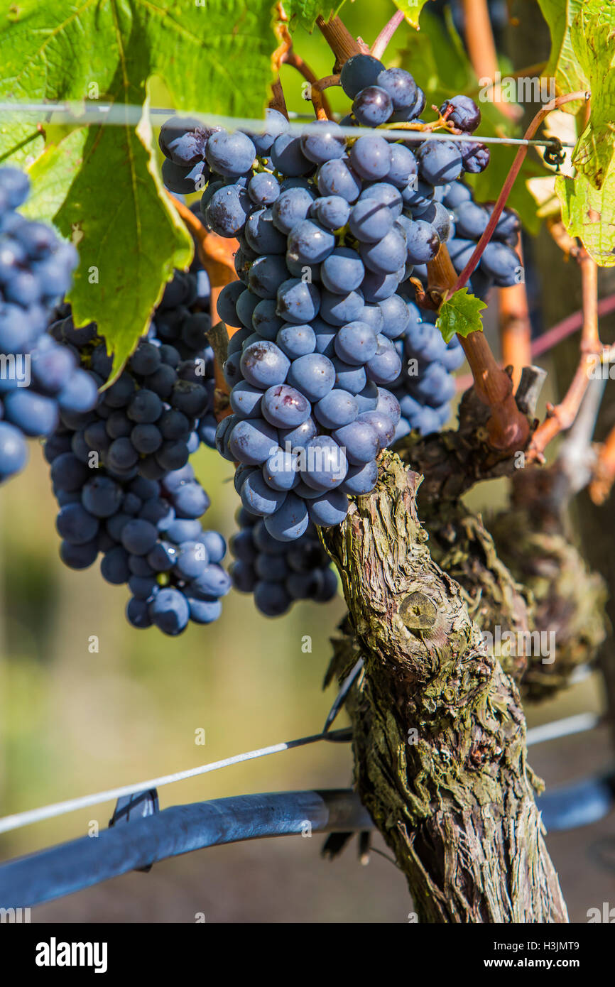 Sangiovese grapes italy hi-res stock photography and images - Alamy
