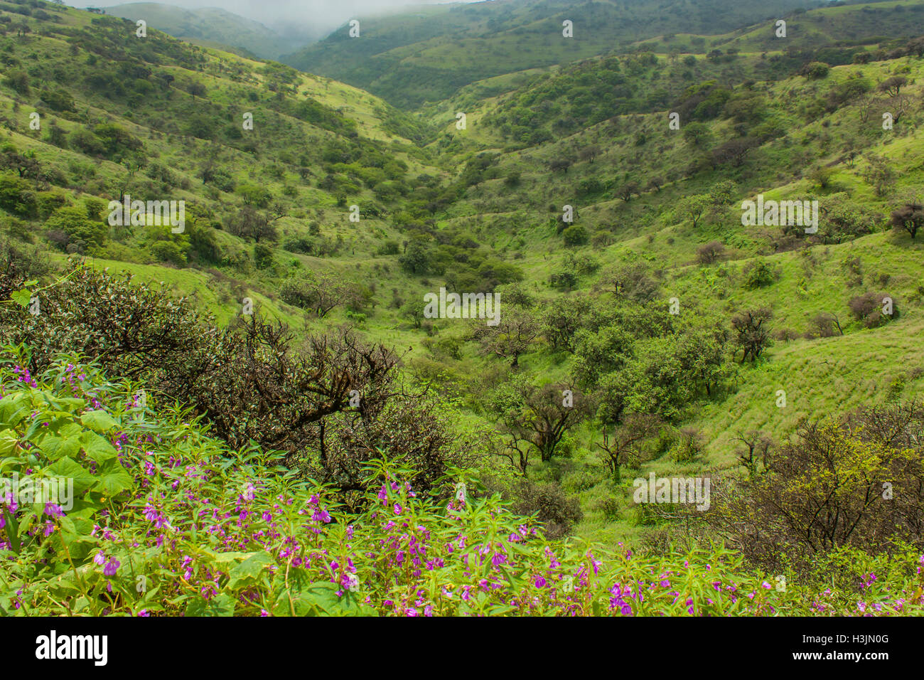 View at green fields in Salalah, Oman during monsoon season Stock Photo ...