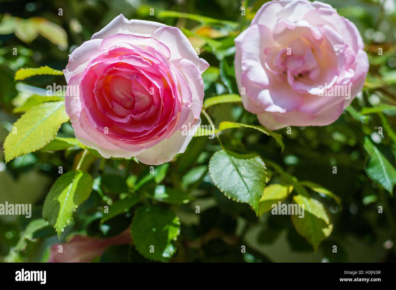 pink roses in the garden Stock Photo - Alamy