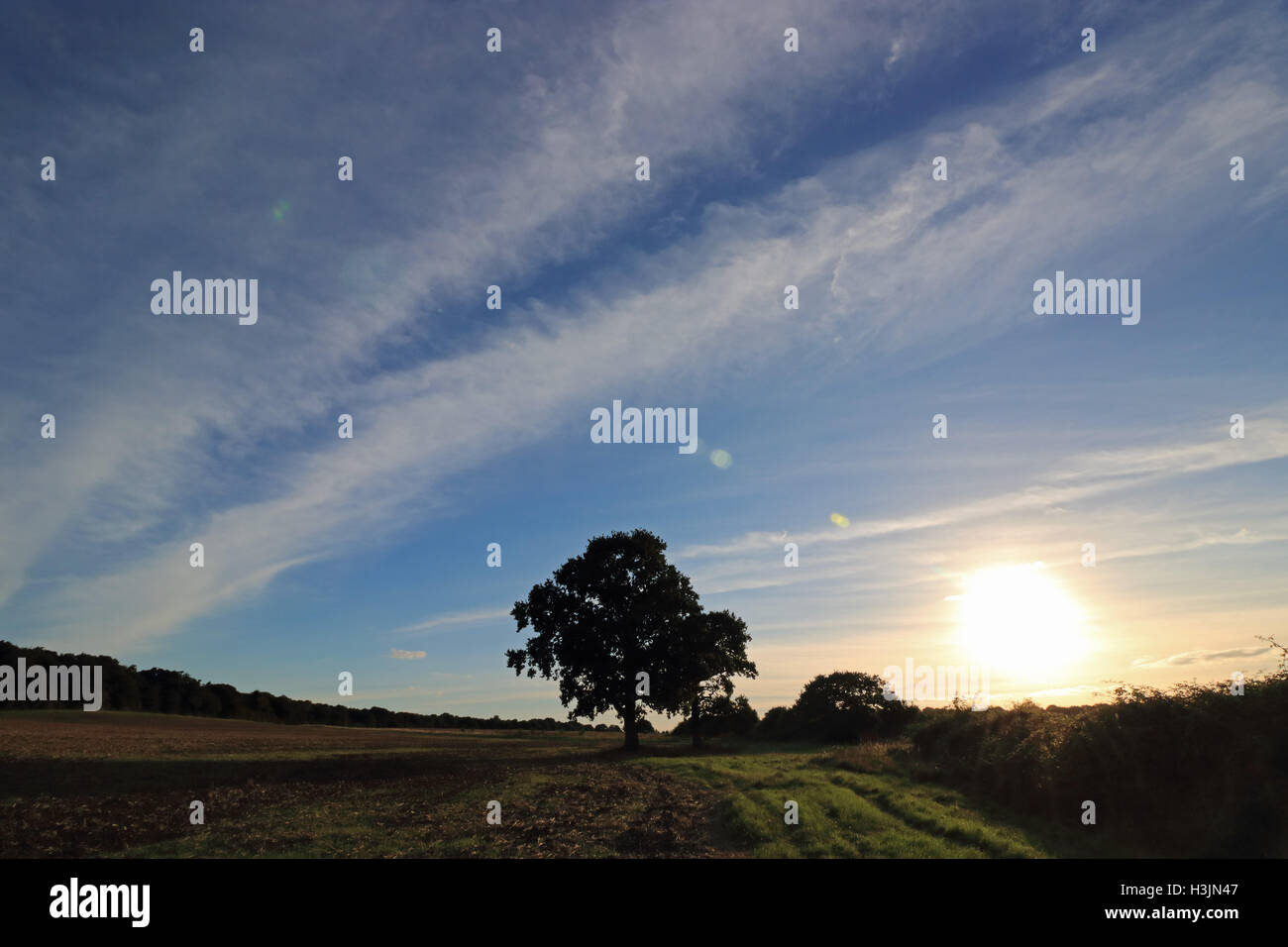 Chessington hi-res stock photography and images - Alamy