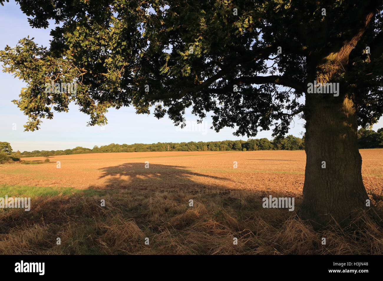 Chessington england hi-res stock photography and images - Alamy